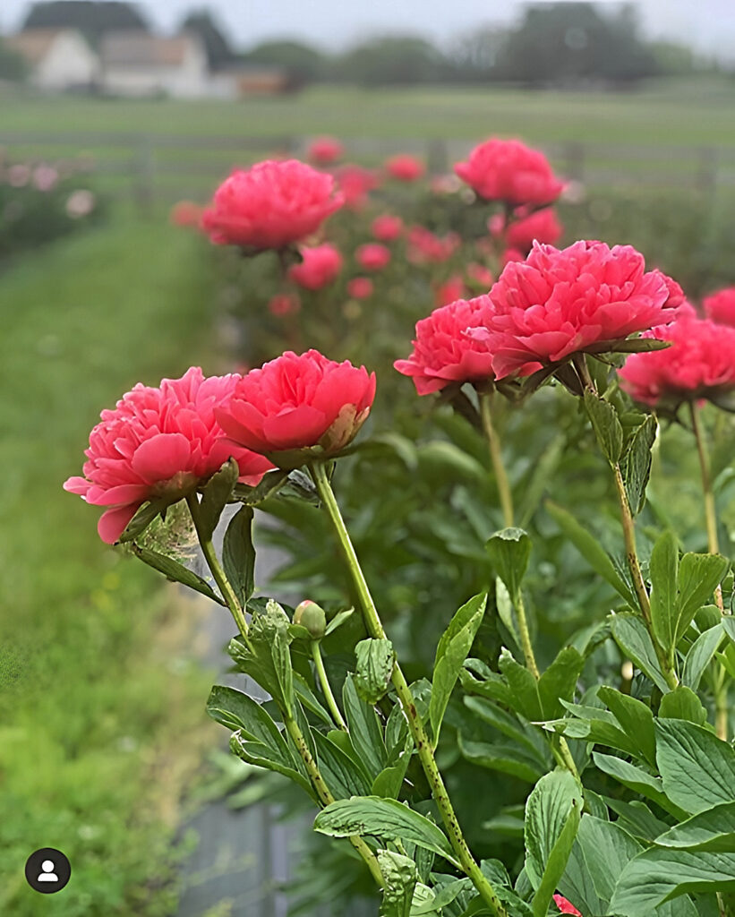 SHOP WHOLESALE CUT PEONY FLOWERS | Midsommar Farm, LLC